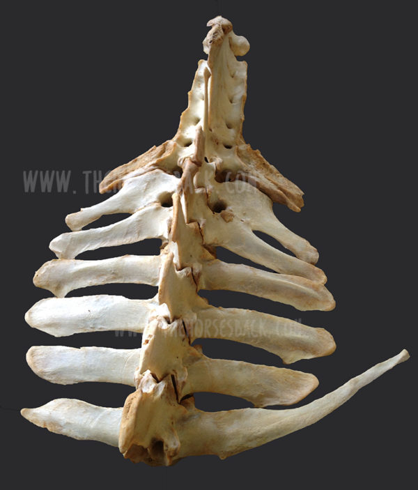 An Unwelcome Side Effect: Transitional Vertebrae in Horses and the ...