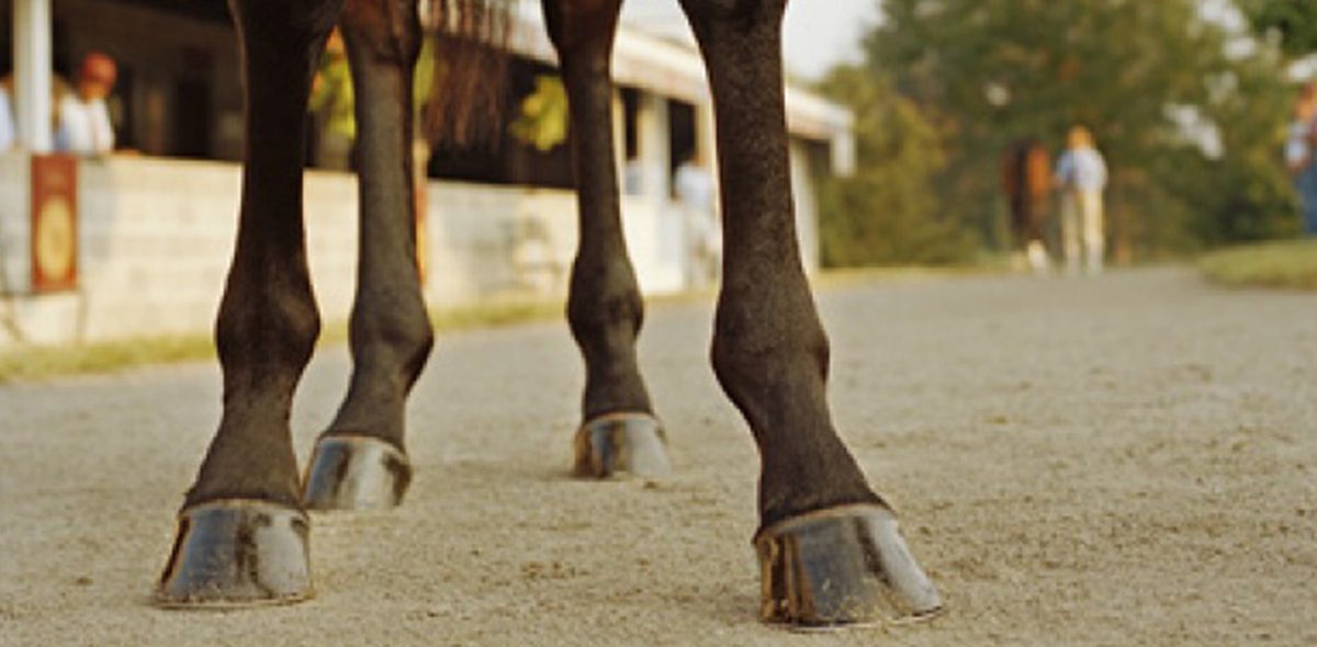 All About Crooked Legs Angular Limb Deformities In Horses And Foals