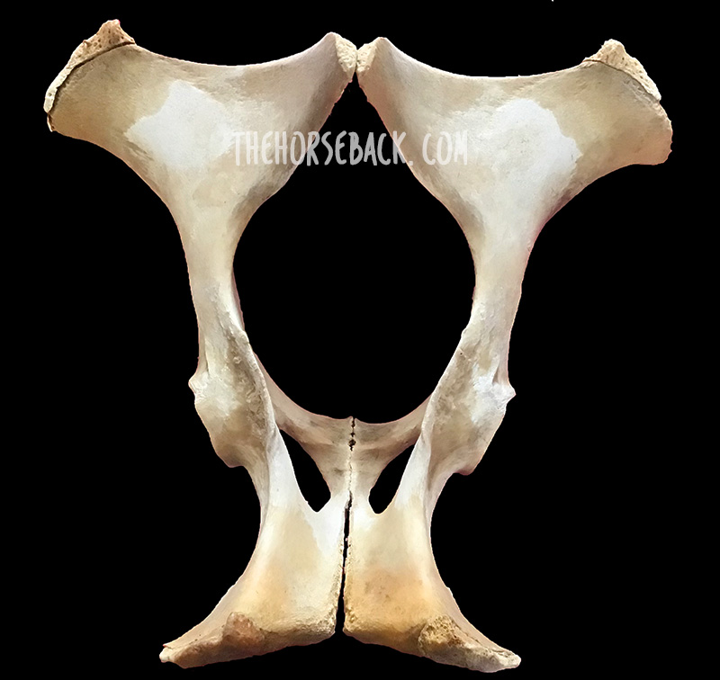 equine pelvic symphysis Archives - The Horse's Back