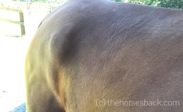 More Than a Blemish: How a Knocked Down Hip Can Affect Horses - The ...