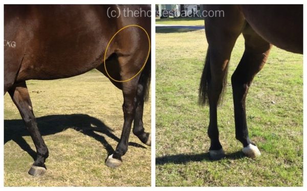 More Than a Blemish: How a Knocked Down Hip Can Affect Horses - The ...