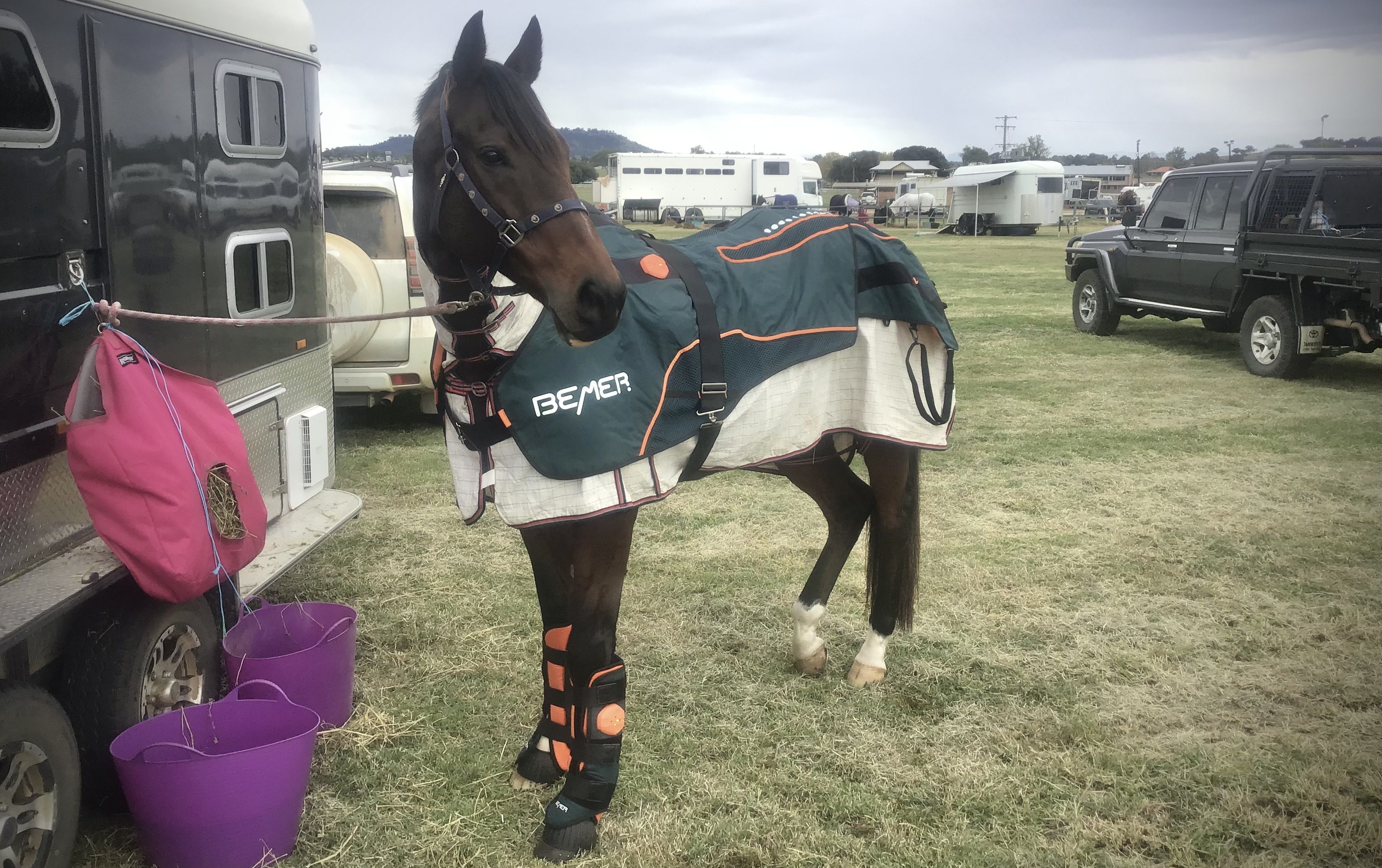 Store: For Your Whole Horse Care - The Horse's Back